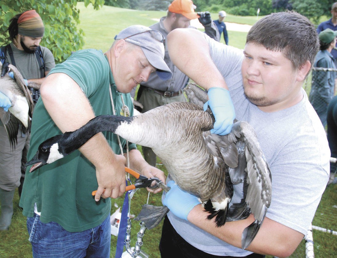 A different kind of goose day | News, Sports, Jobs - The Sentinel